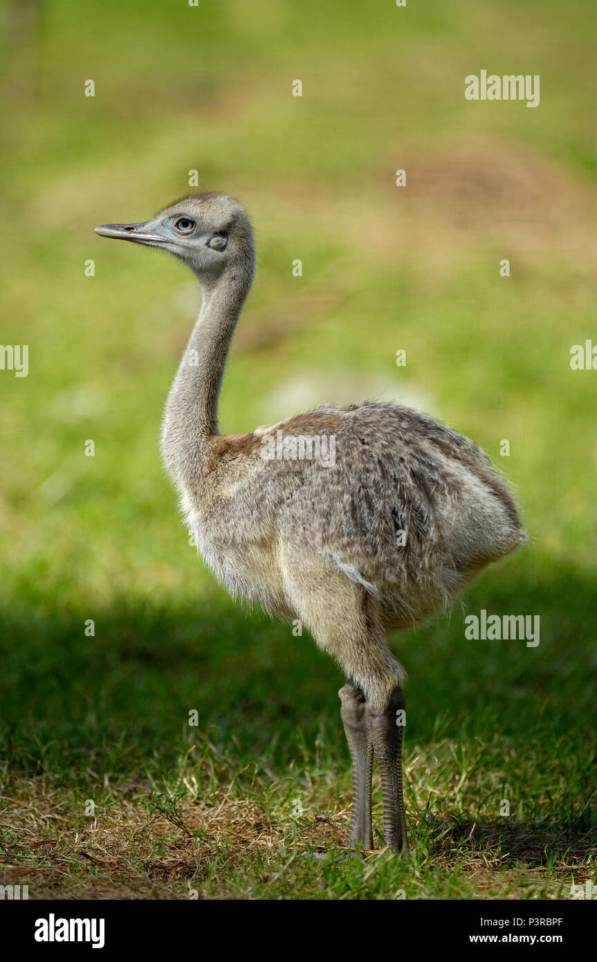 Greater Rhea (Rhea americana) chick, native to South America Stock ...