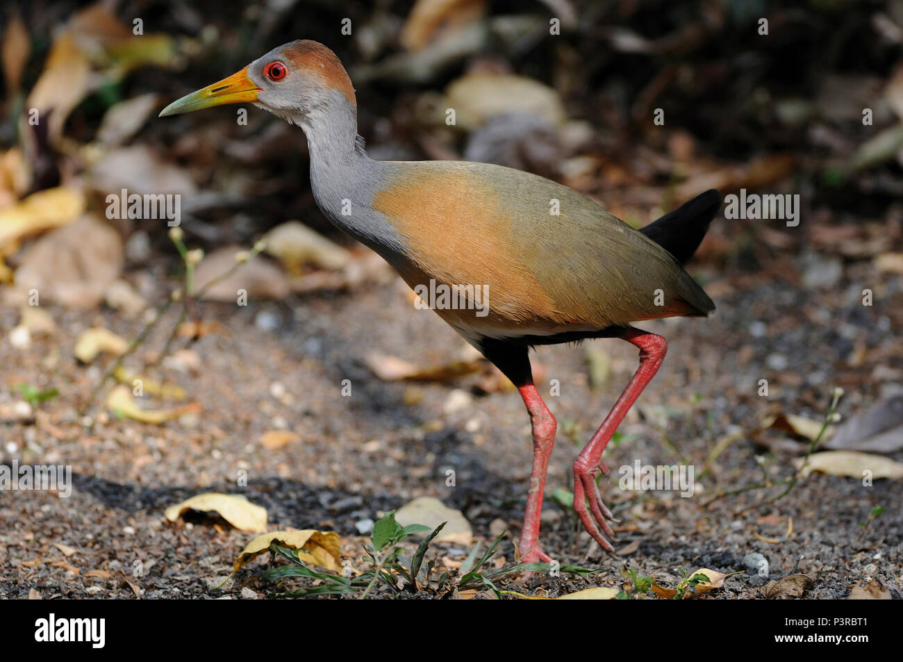 Grey-necked Wood-rail (Aramides cajanea), Guatemala Stock Photo - Alamy