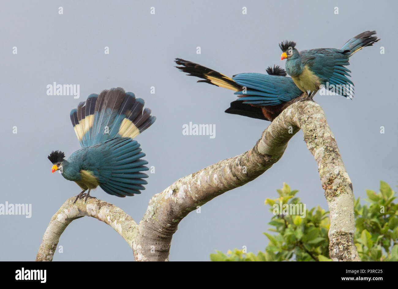 Great Blue Turaco (Corythaeola cristata) trio displaying, Uganda Stock ...