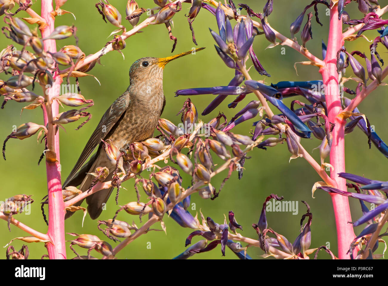 Giant Hummingbird (Patagona gigas), O'Higgins Region, Chile Stock Photo ...