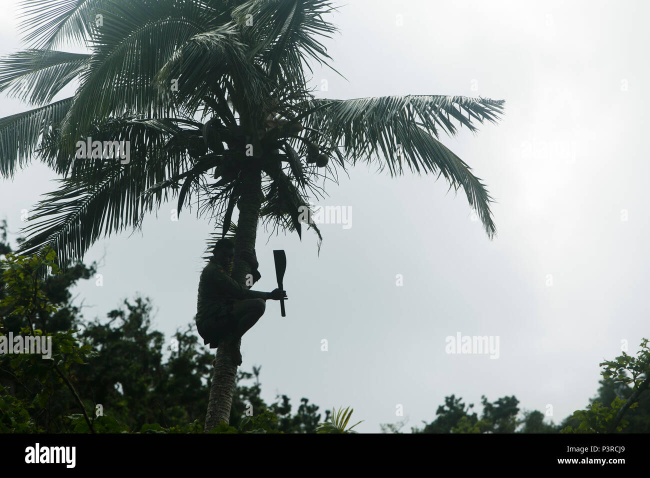 A Fijian Soldier climbs up a tree to get coconuts, July 15, 2016 ...
