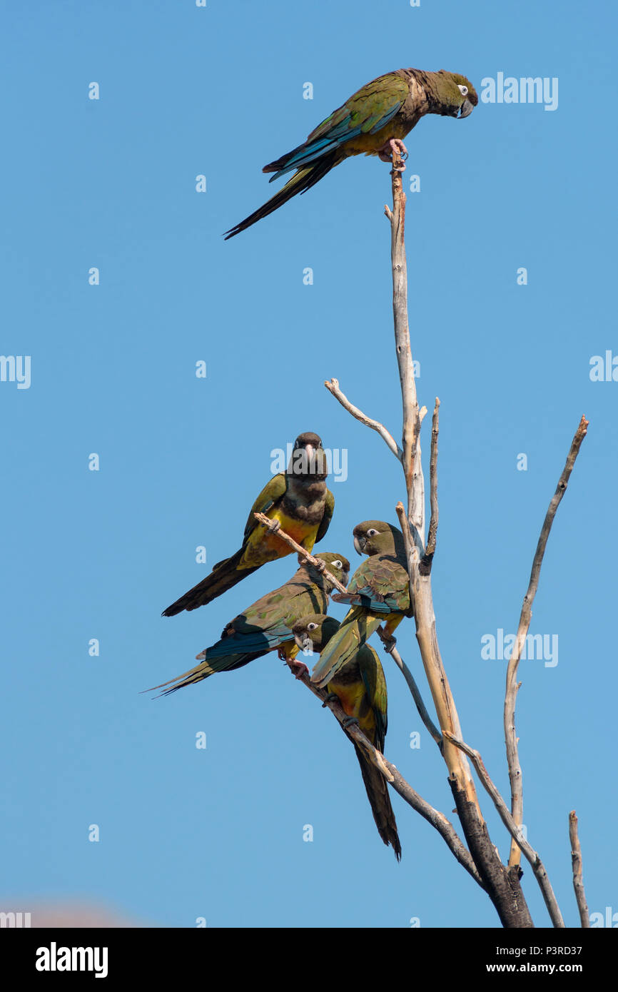 Burrowing Parrot (Cyanoliseus patagonus) group, O'Higgins Region, Chile ...
