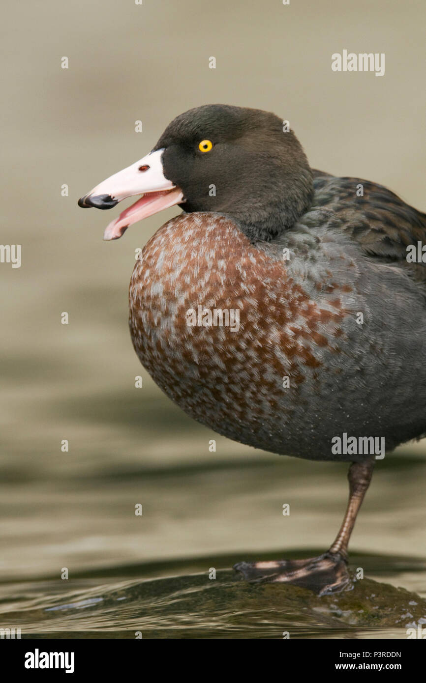 Blue Duck (Hymenolaimus malacorhynchos) calling, New Zealand Stock ...