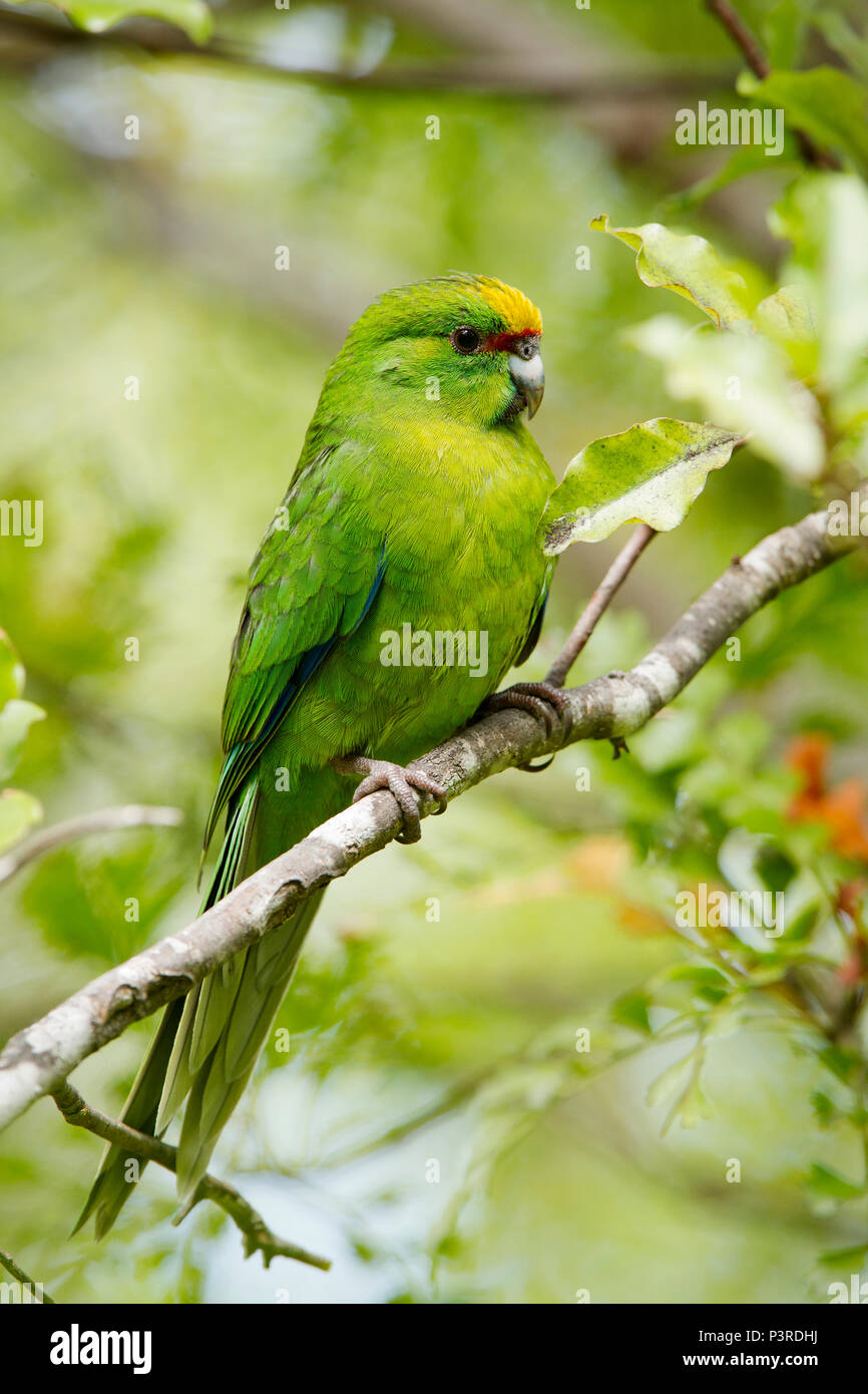Yellow-fronted Parakeet (Cyanoramphus auriceps), North Island, New ...