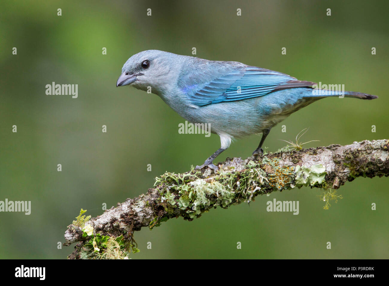 Azure-shouldered Tanager (Thraupis cyanoptera), Atlantic Rainforest ...