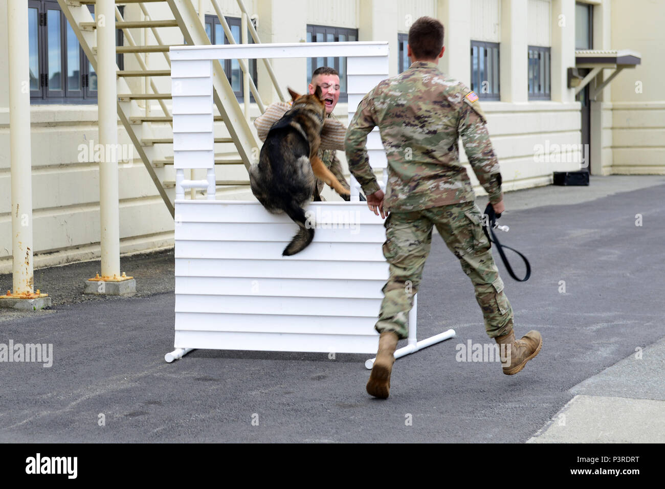 Faro, a military working dog, lunges toward Corporal Jared Schultz ...