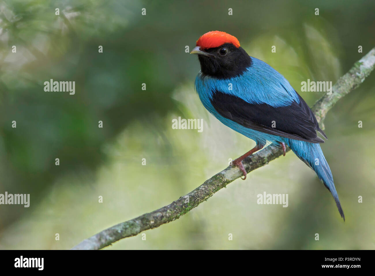 Swallow-tailed Manakin (Chiroxiphia caudata) male, Atlantic Rainforest ...