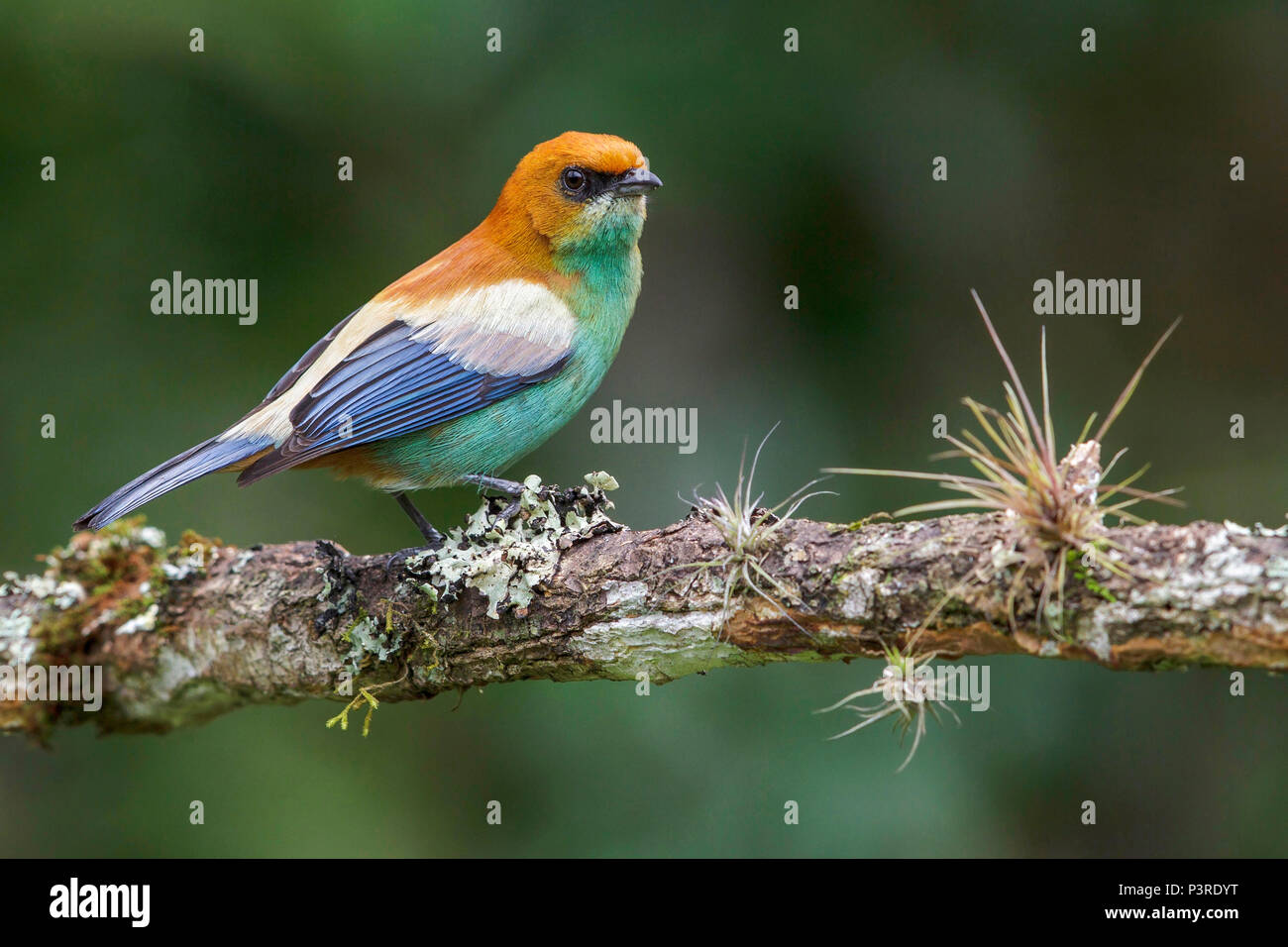 Chestnut-backed Tanager (Tangara preciosa) male, Atlantic Rainforest ...