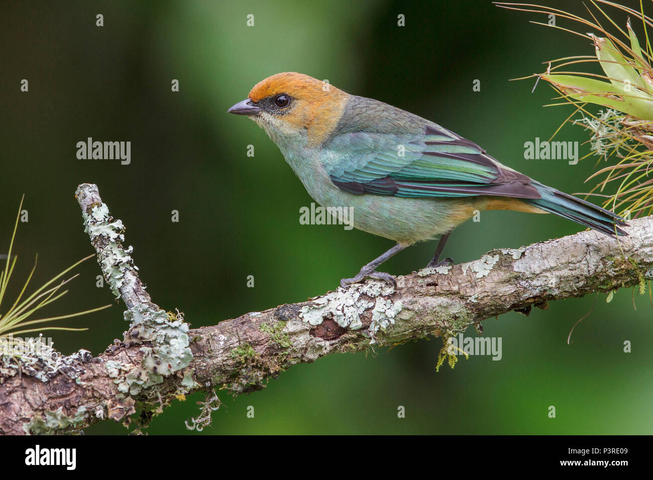 Chestnut-backed Tanager (Tangara preciosa) female, Atlantic Rainforest ...