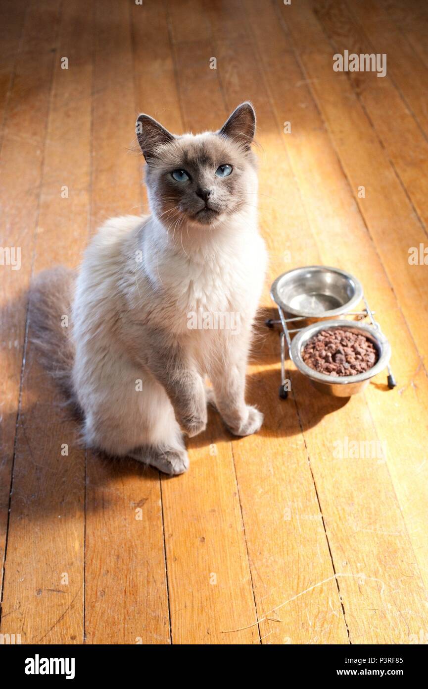 Original Film Title: MARMADUKE. English Title: MARMADUKE. Film Director ...