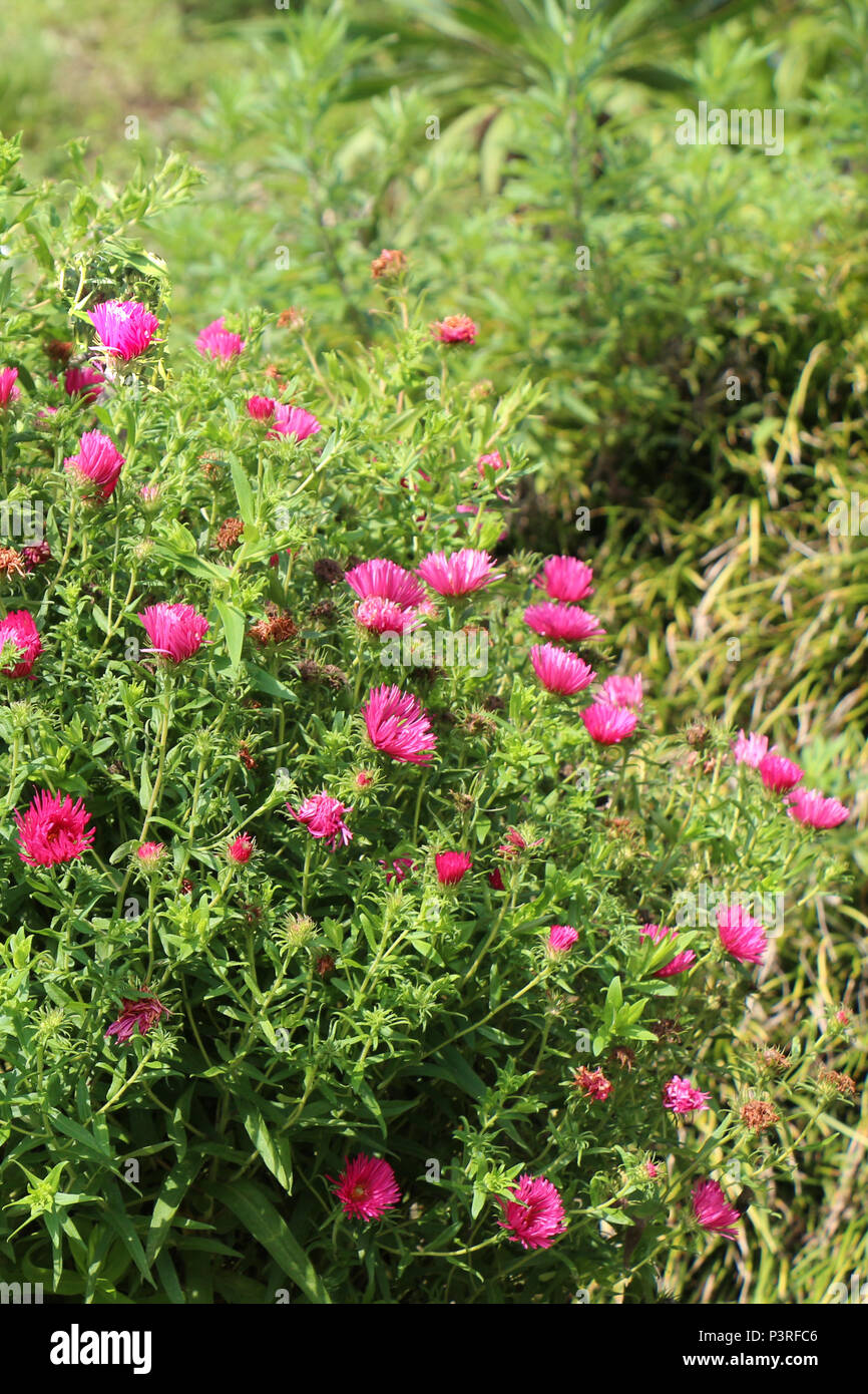 Beautiful fresh flowers in nature background Stock Photo - Alamy