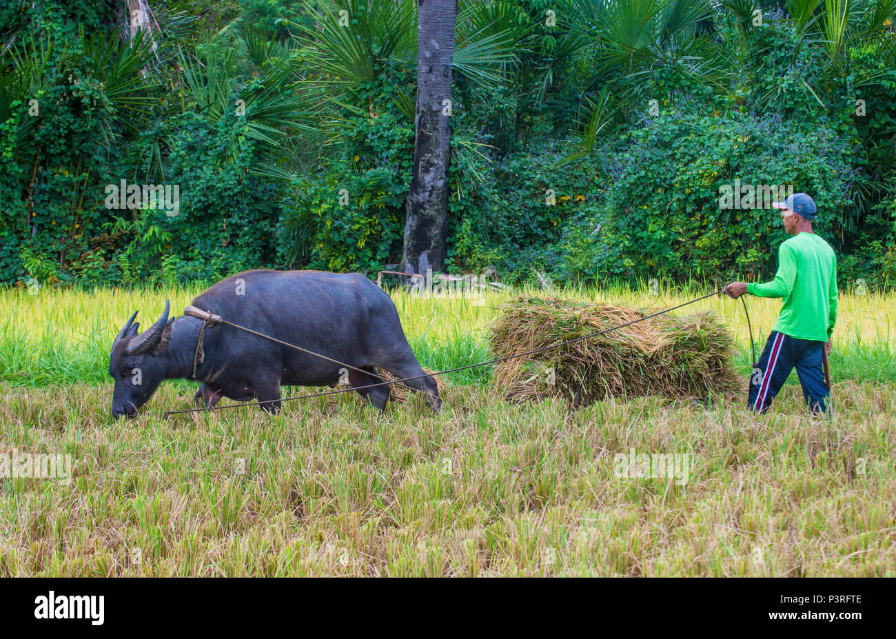Filipino farmer working at a rice field in Marinduque island The ...
