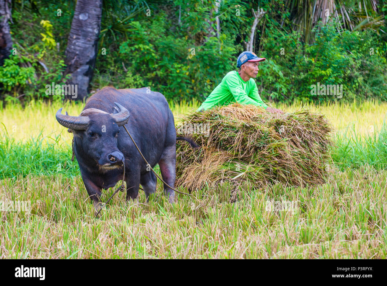 Filipino farmer working at a rice field in Marinduque island The ...