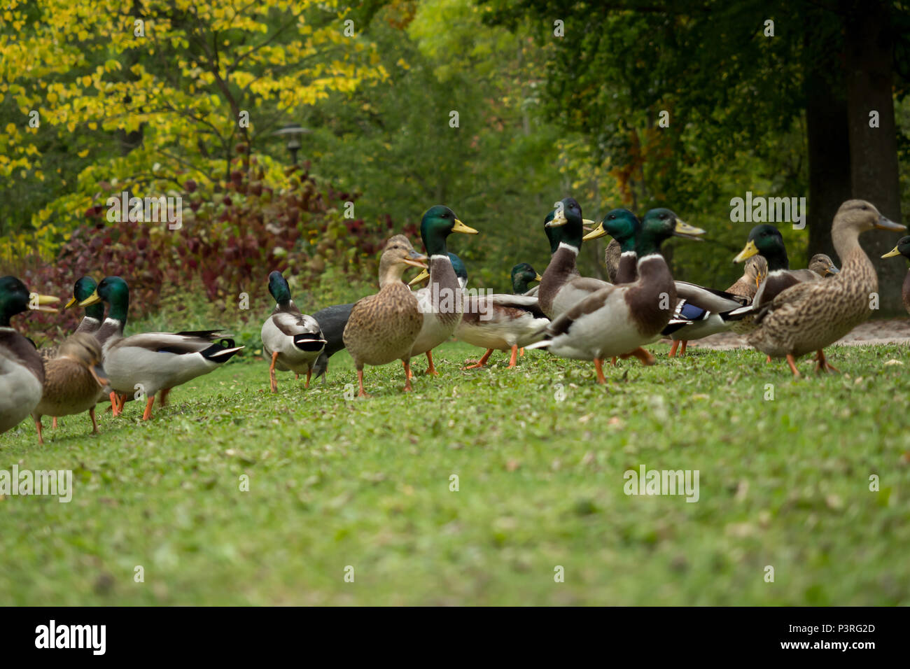 Animals out in the wildness hi-res stock photography and images - Alamy