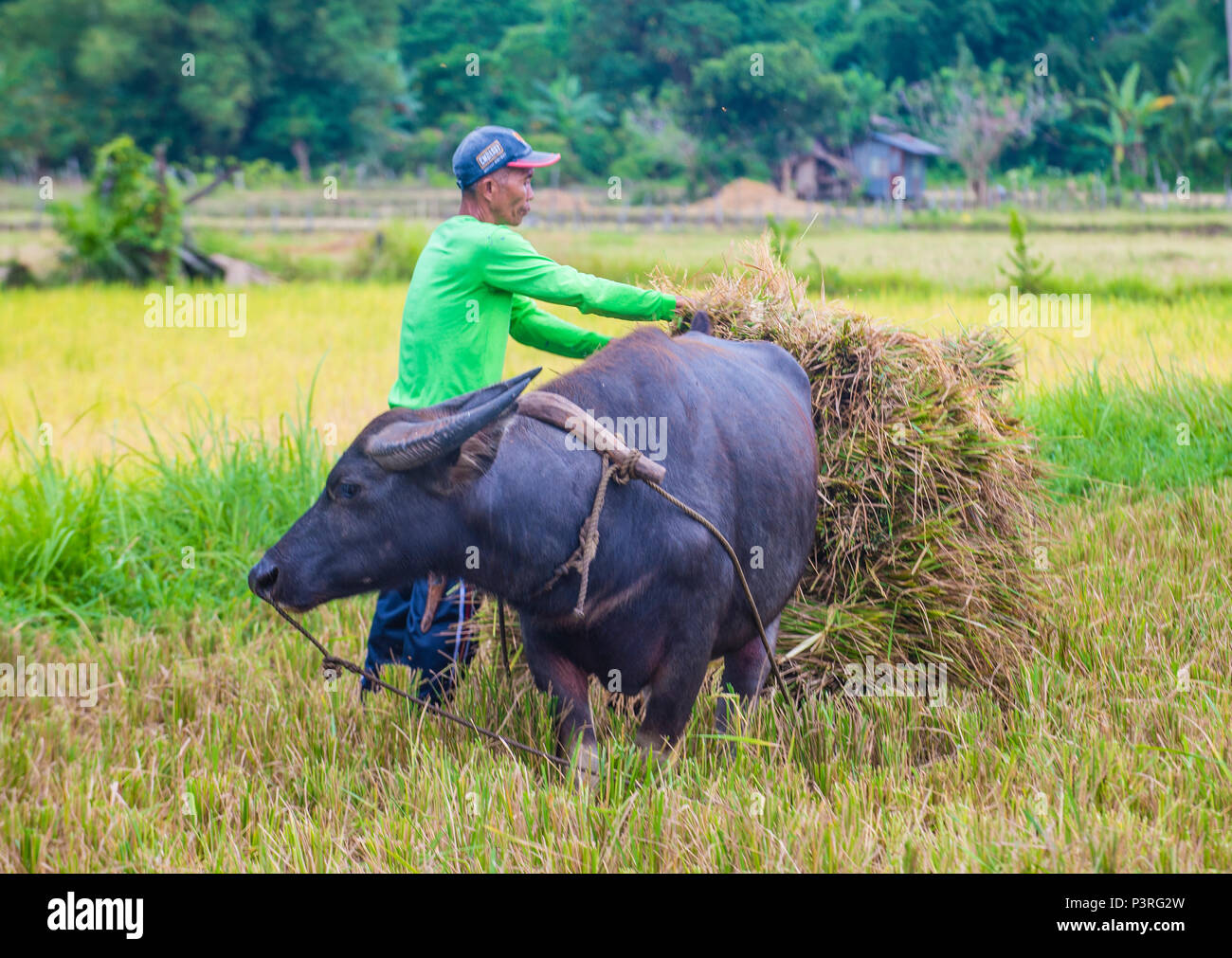 Filipino farmer working at a rice field in Marinduque island The ...