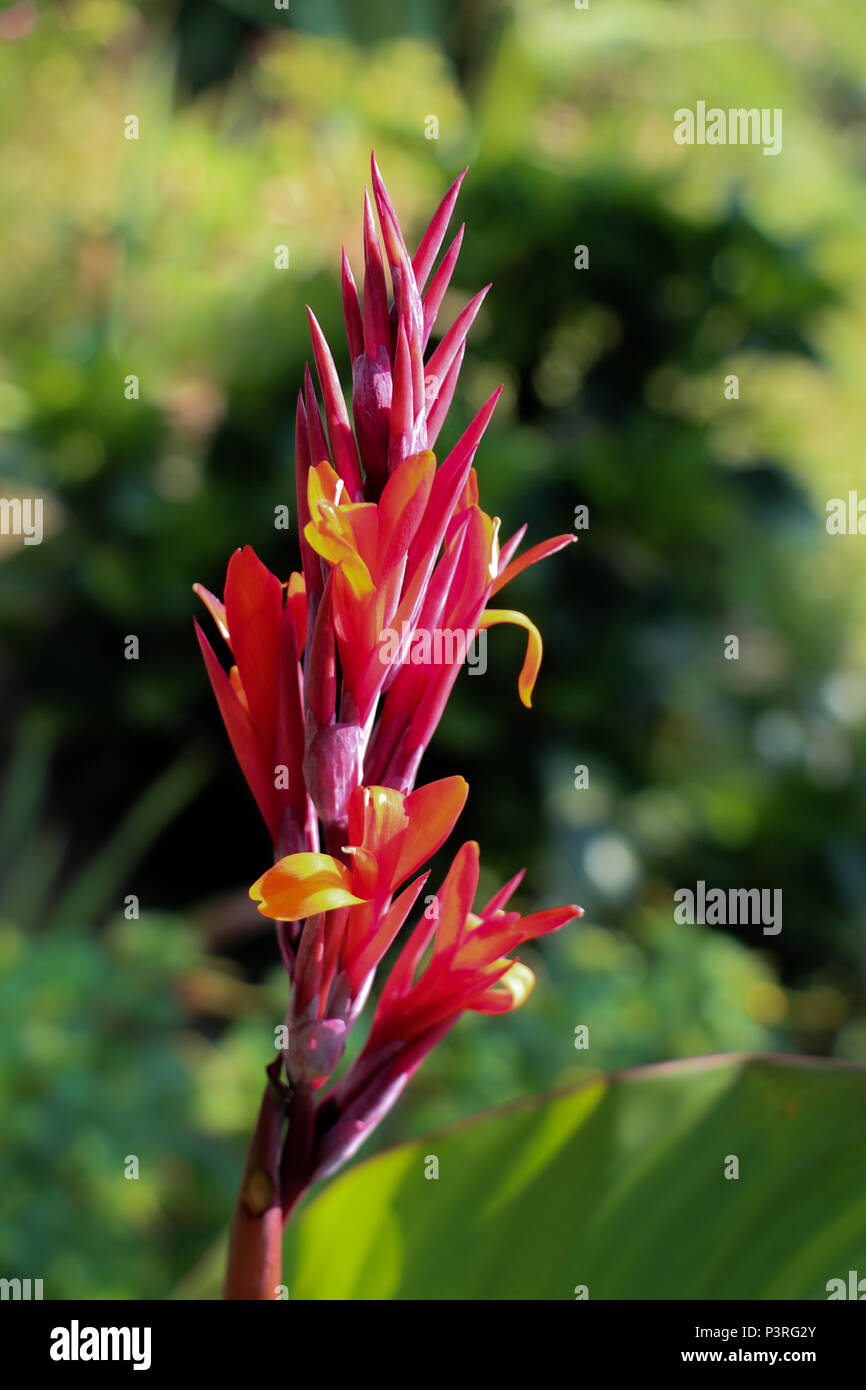 Beautiful fresh Iris flowers in nature background Stock Photo - Alamy
