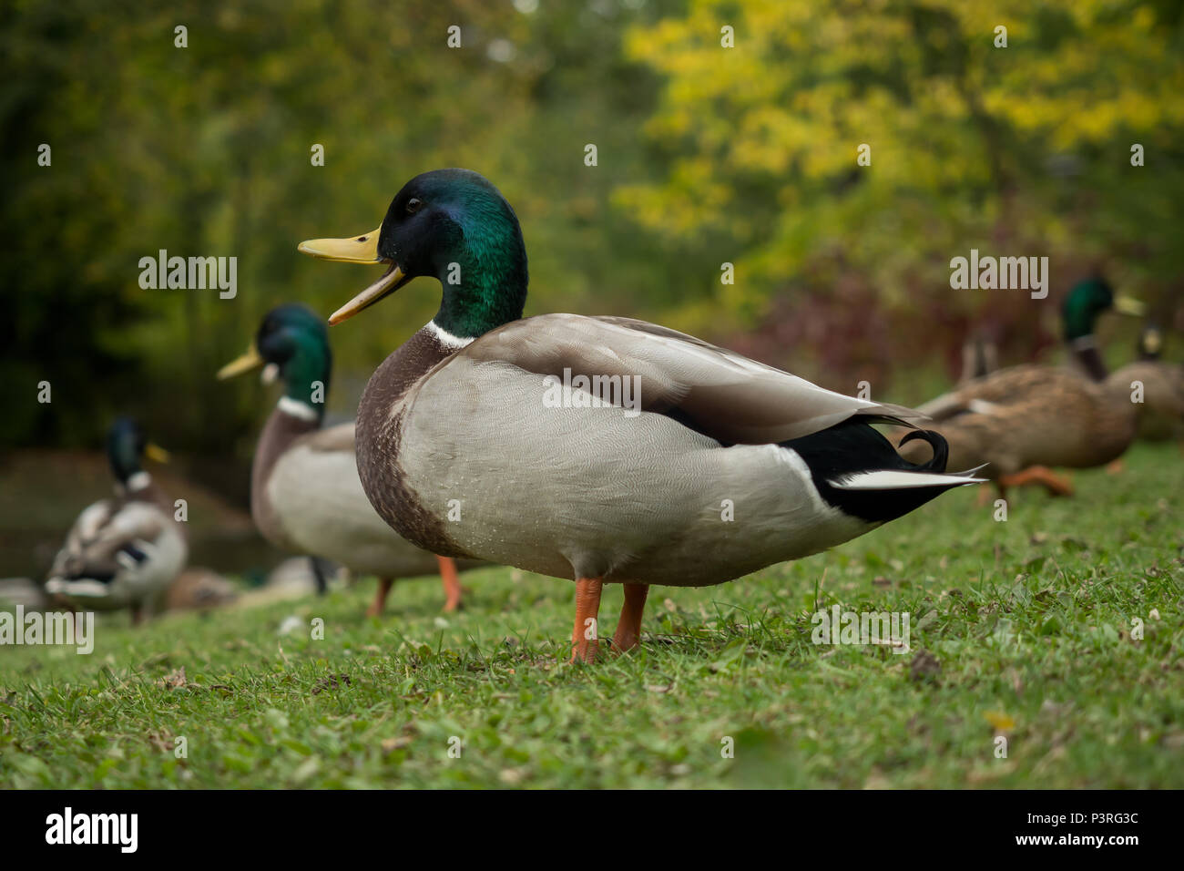 Animals out in the wildness hi-res stock photography and images - Alamy