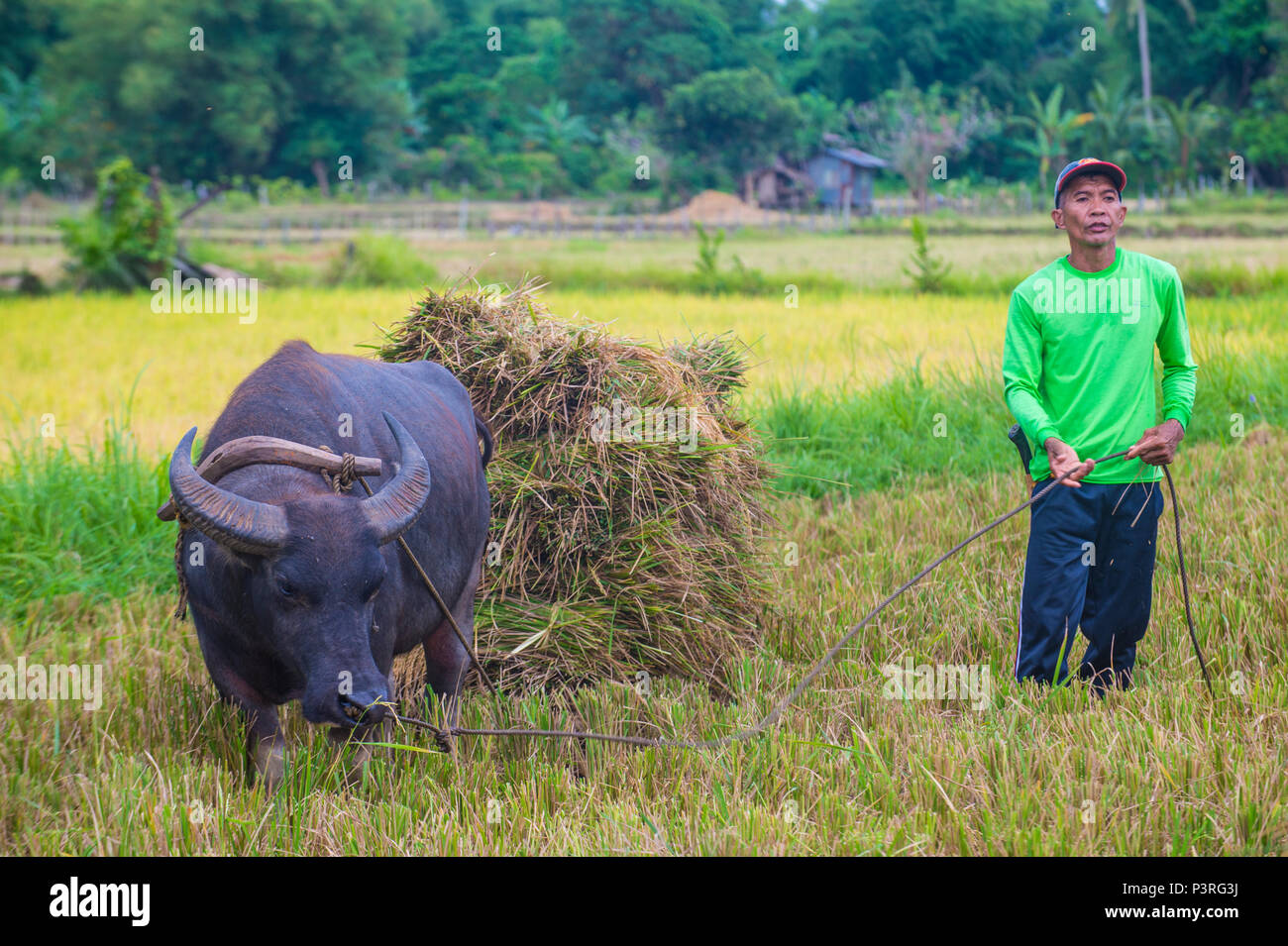 Filipino farmer working at a rice field in Marinduque island The ...