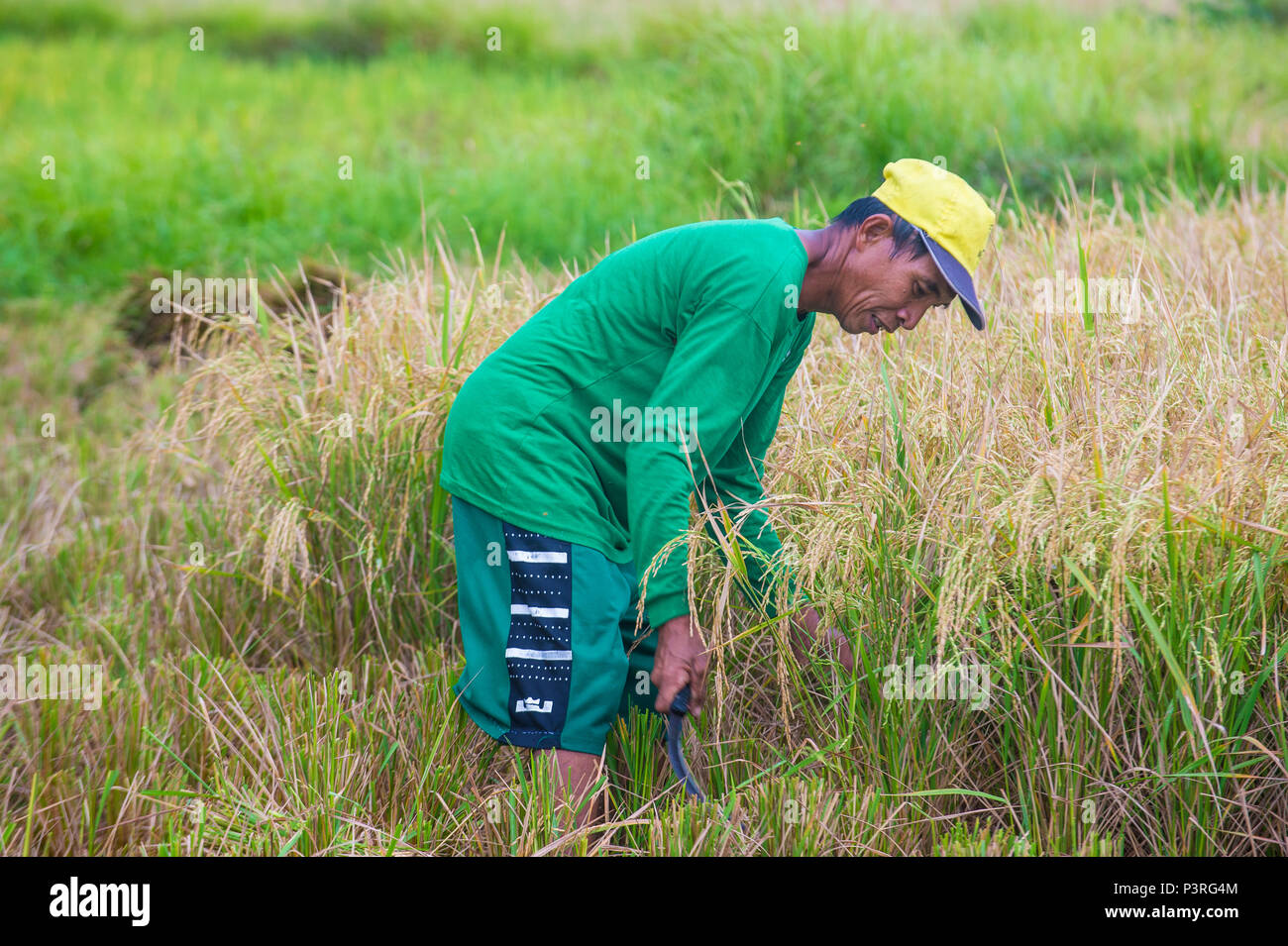 Filipino farmer working at a rice field in Marinduque island The ...