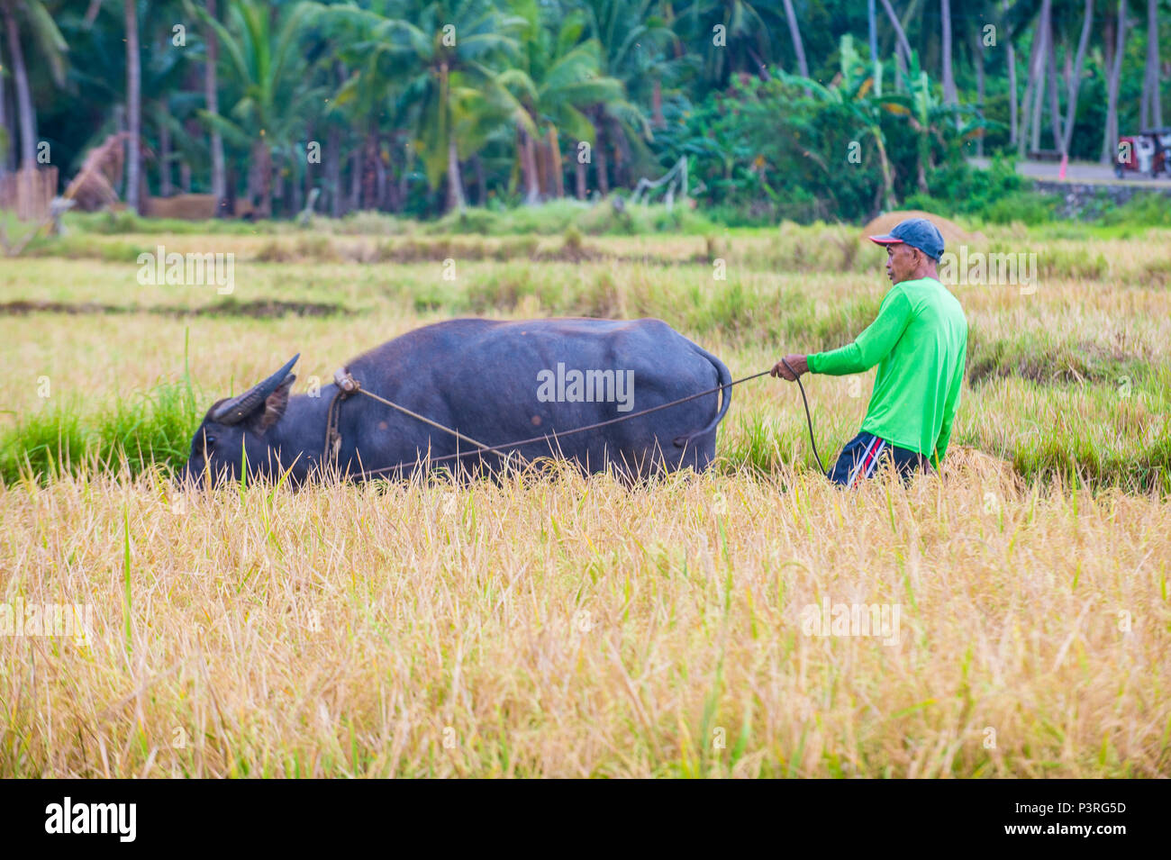 Filipino farmer working at a rice field in Marinduque island The ...