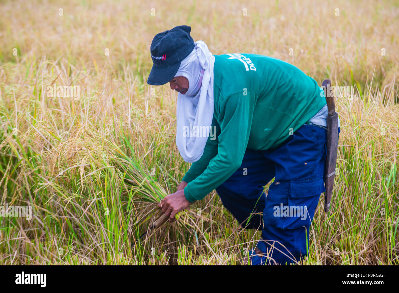 Filipino Rice Farmers