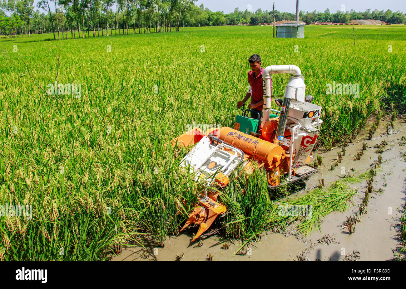 Agriculture bangladesh Stock Photo - Alamy
