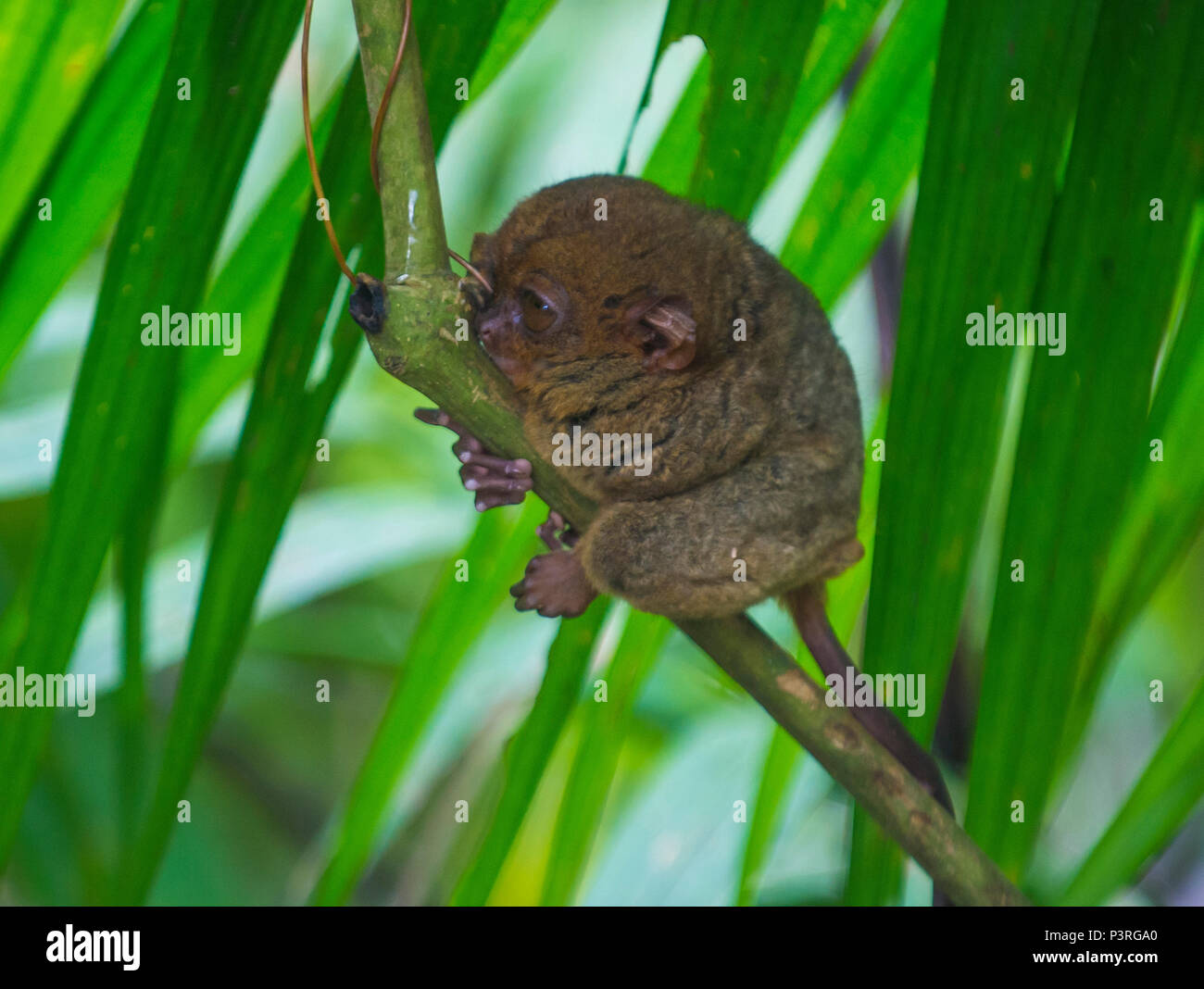 Tarsier in Bohol island Philippines, Tarsier is the world's smallest ...