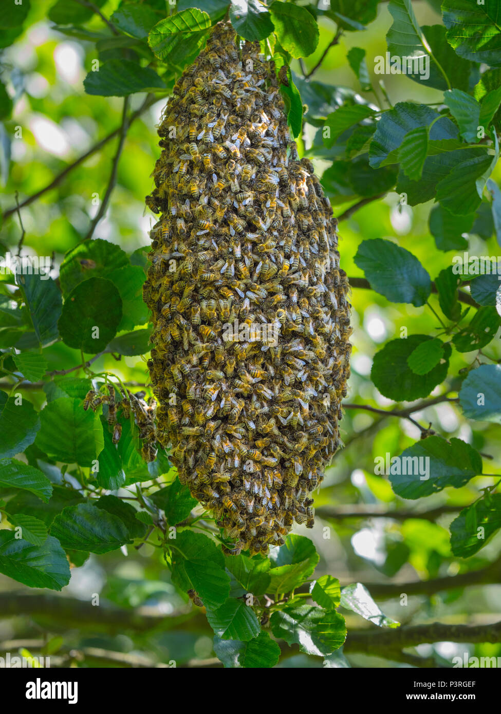 Honey bee Apis mellifera swarm hanging in alder tree. Norfolk Broads ...