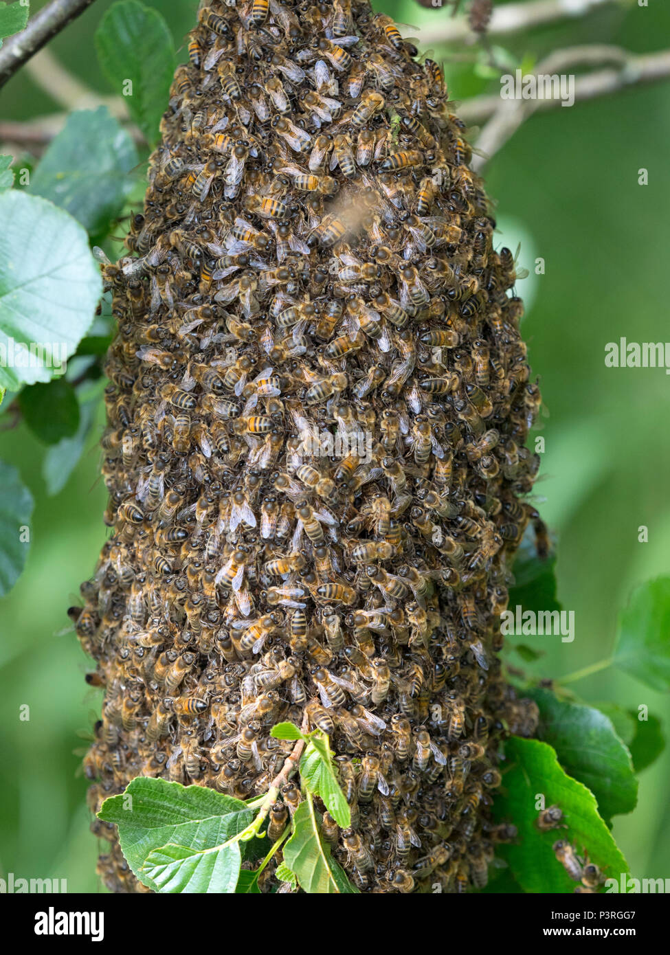Honey bee Apis mellifera swarm hanging in alder tree. Norfolk Broads ...