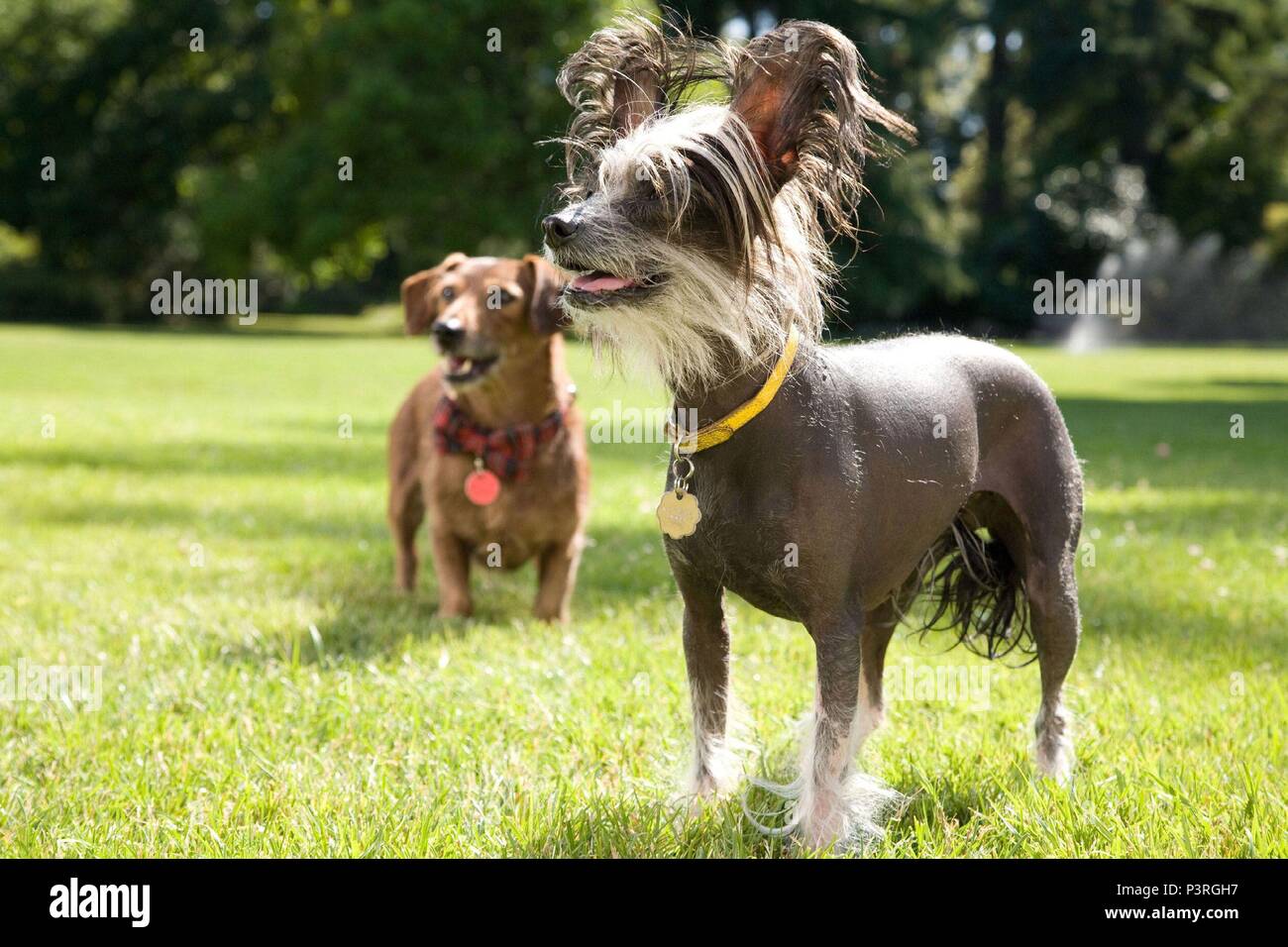 Original Film Title: MARMADUKE. English Title: MARMADUKE. Film Director ...