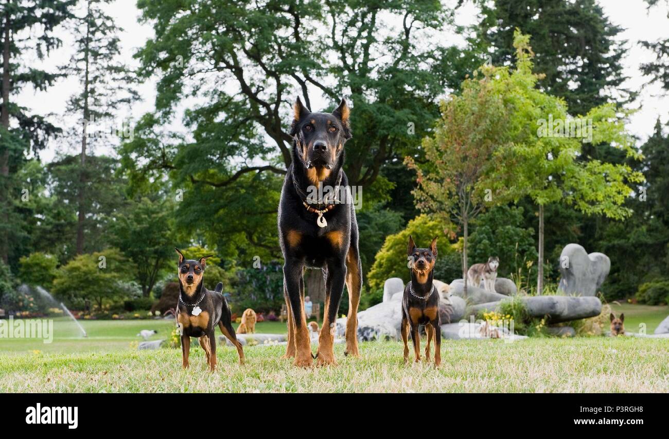 Marmaduke Bosco Anime