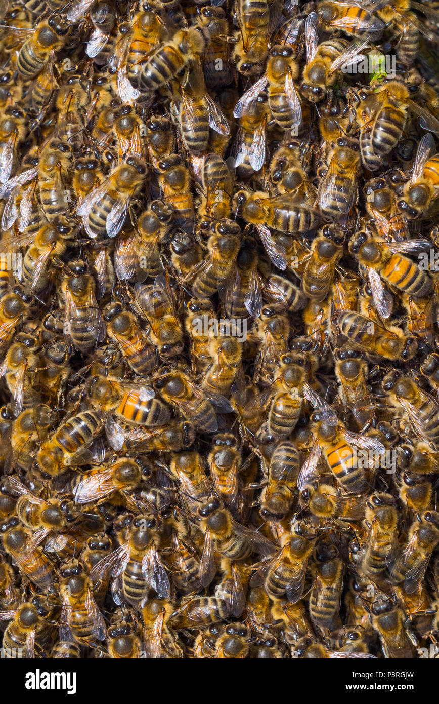 Honey bee Apis mellifera swarm hanging in alder tree. Norfolk Broads ...