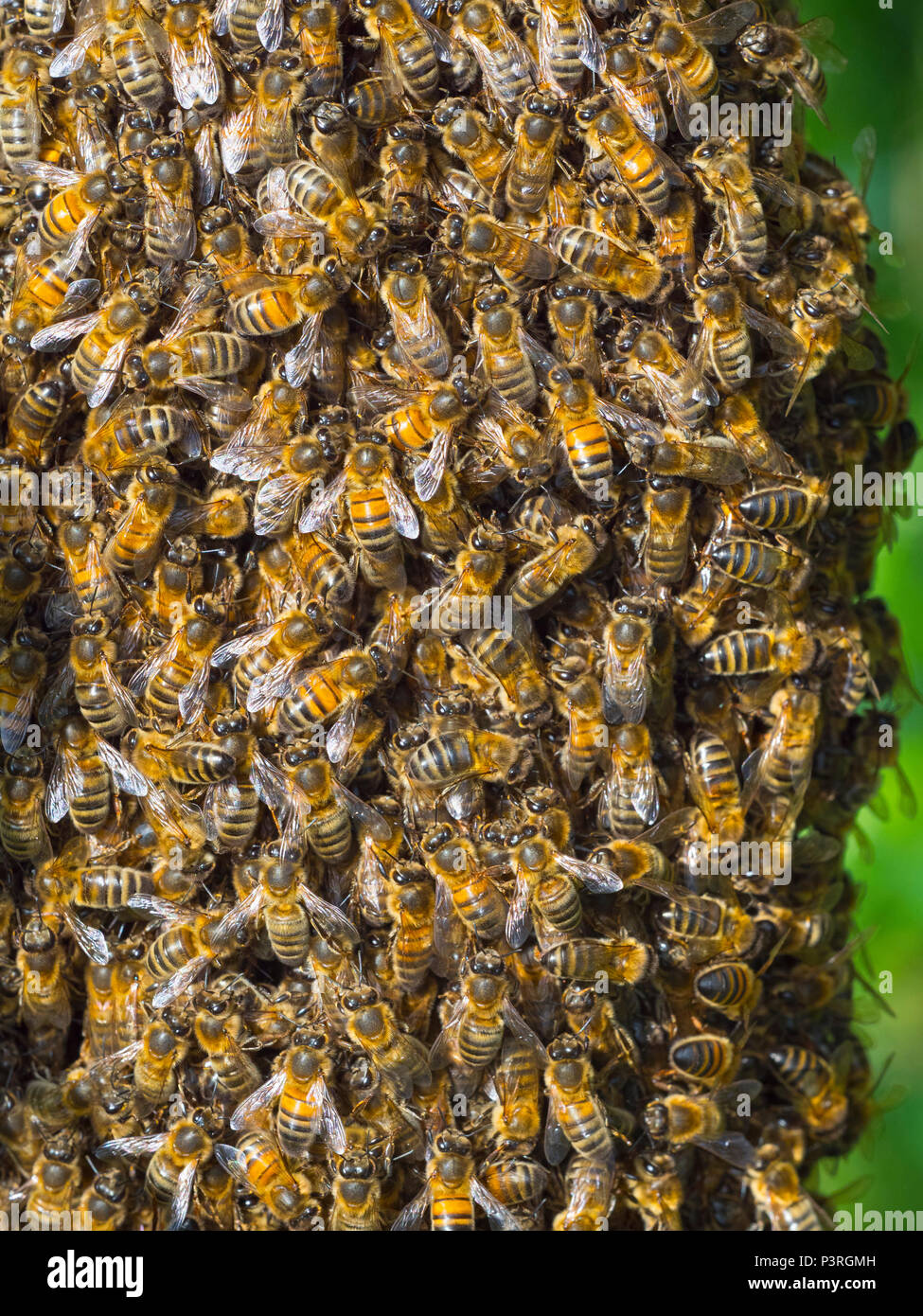 Honey bee Apis mellifera swarm hanging in alder tree. Norfolk Broads ...