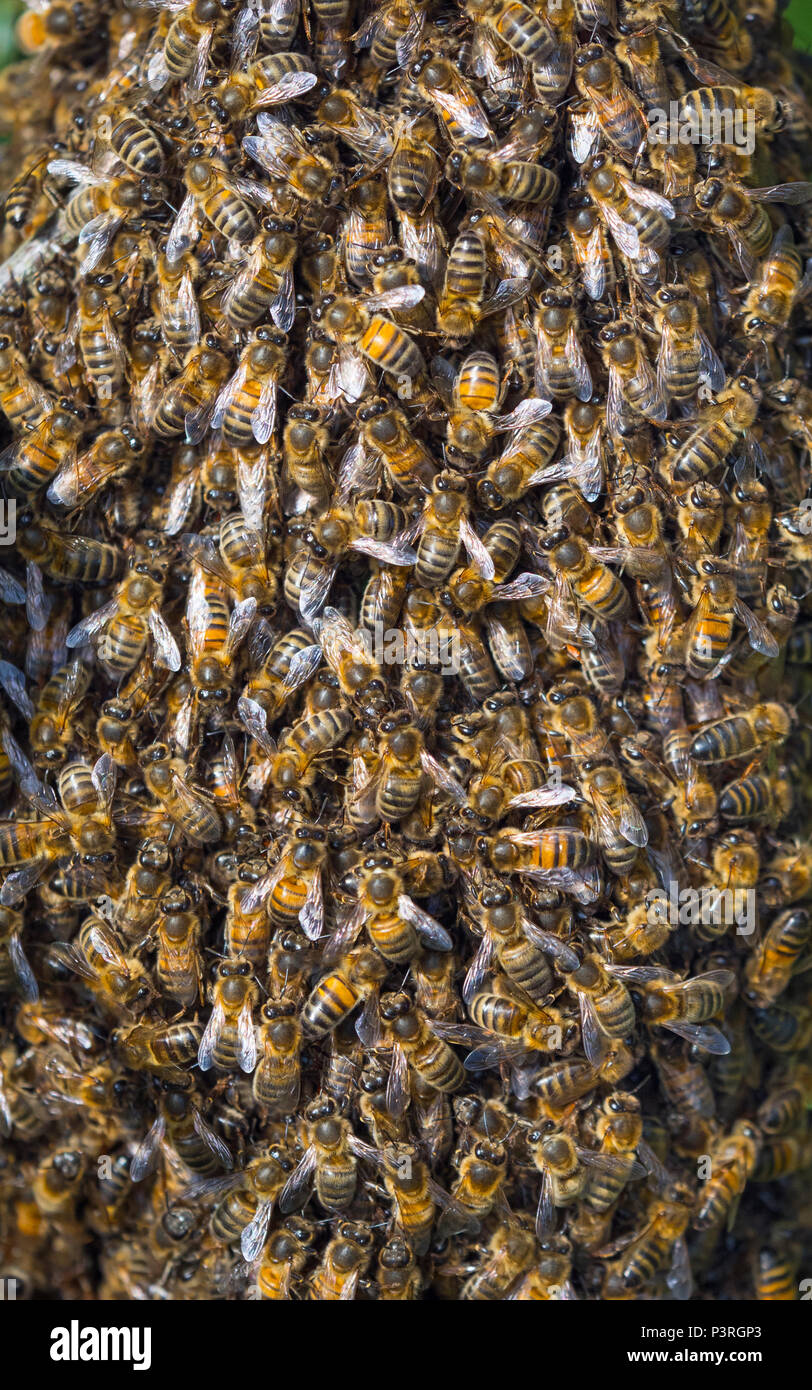 Honey bee Apis mellifera swarm hanging in alder tree. Norfolk Broads ...