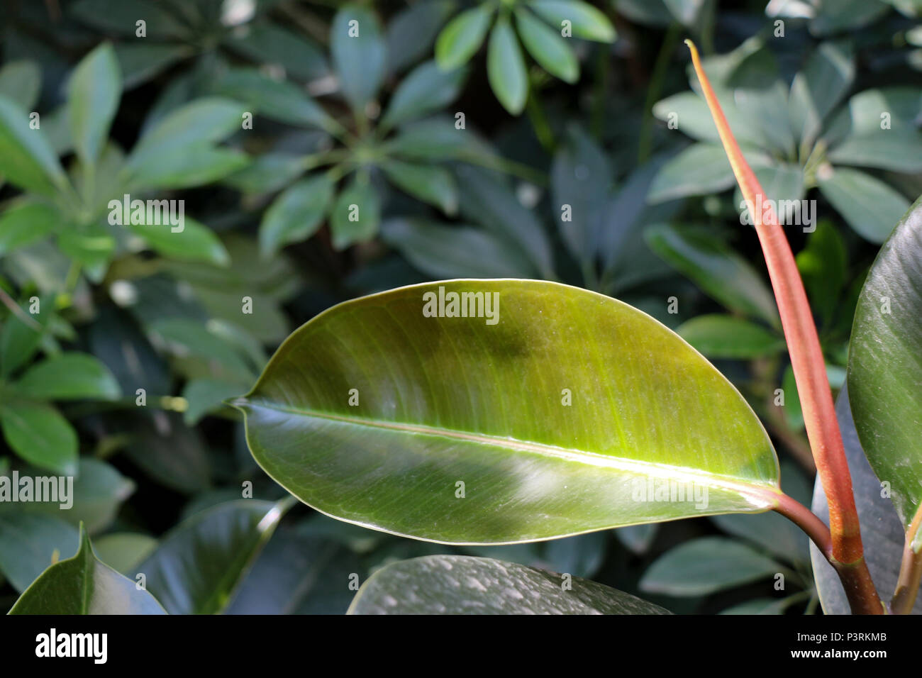 One separate green leaf of spring season Stock Photo - Alamy