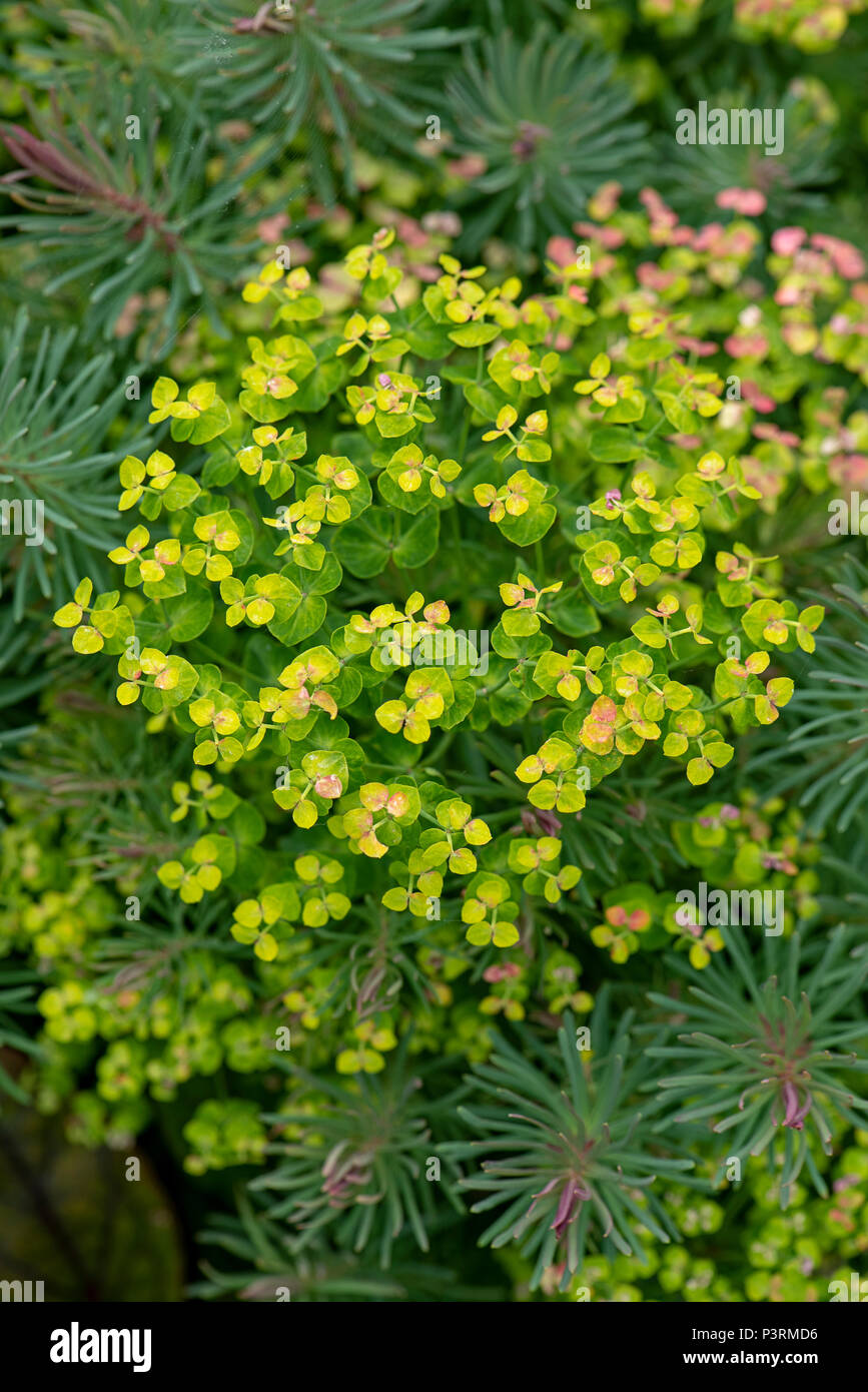 Close-up image of the summer flowering Euphorbia cyparissias 'Fens Ruby ...