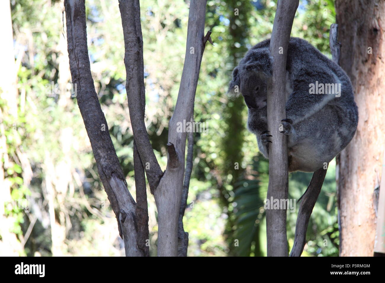Koala (Phascolarctos Cinereus Stock Photo - Alamy