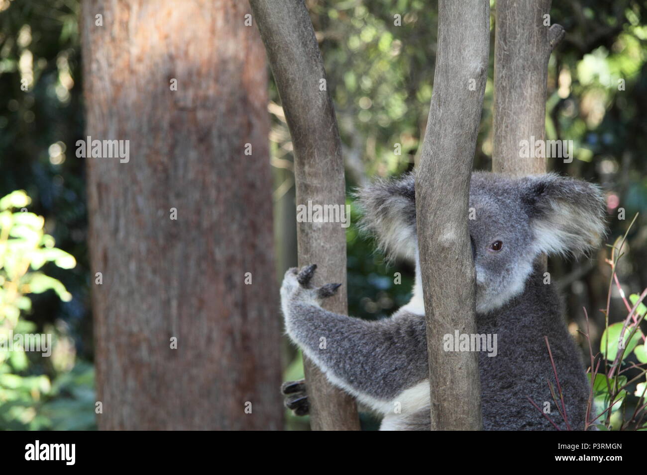Koala (Phascolarctos Cinereus Stock Photo - Alamy