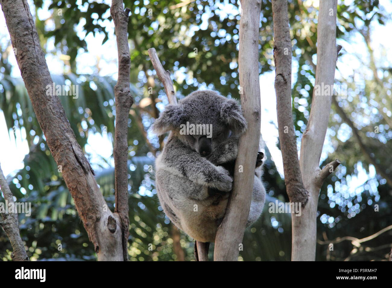 Koala (Phascolarctos Cinereus Stock Photo - Alamy
