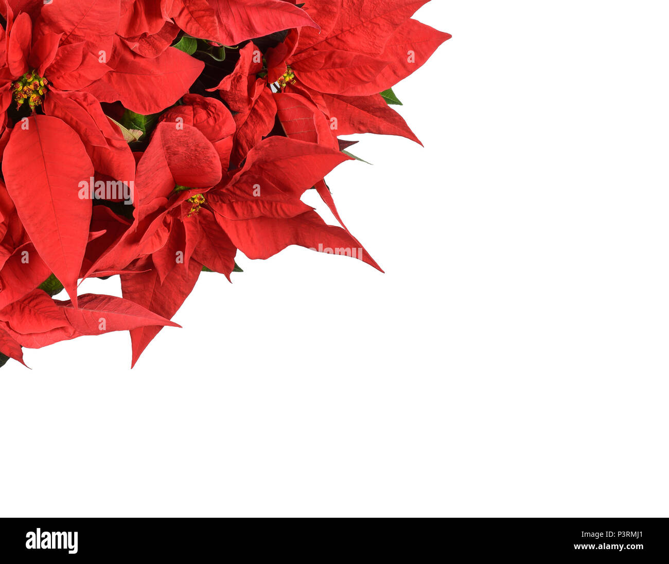 poinsettia flowers isolated on white background Stock Photo - Alamy