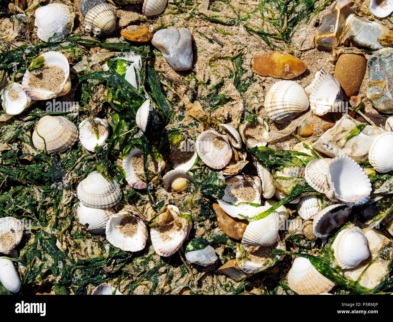 Cockle shells and seaweed on a Norfolk beach Stock Photo - Alamy