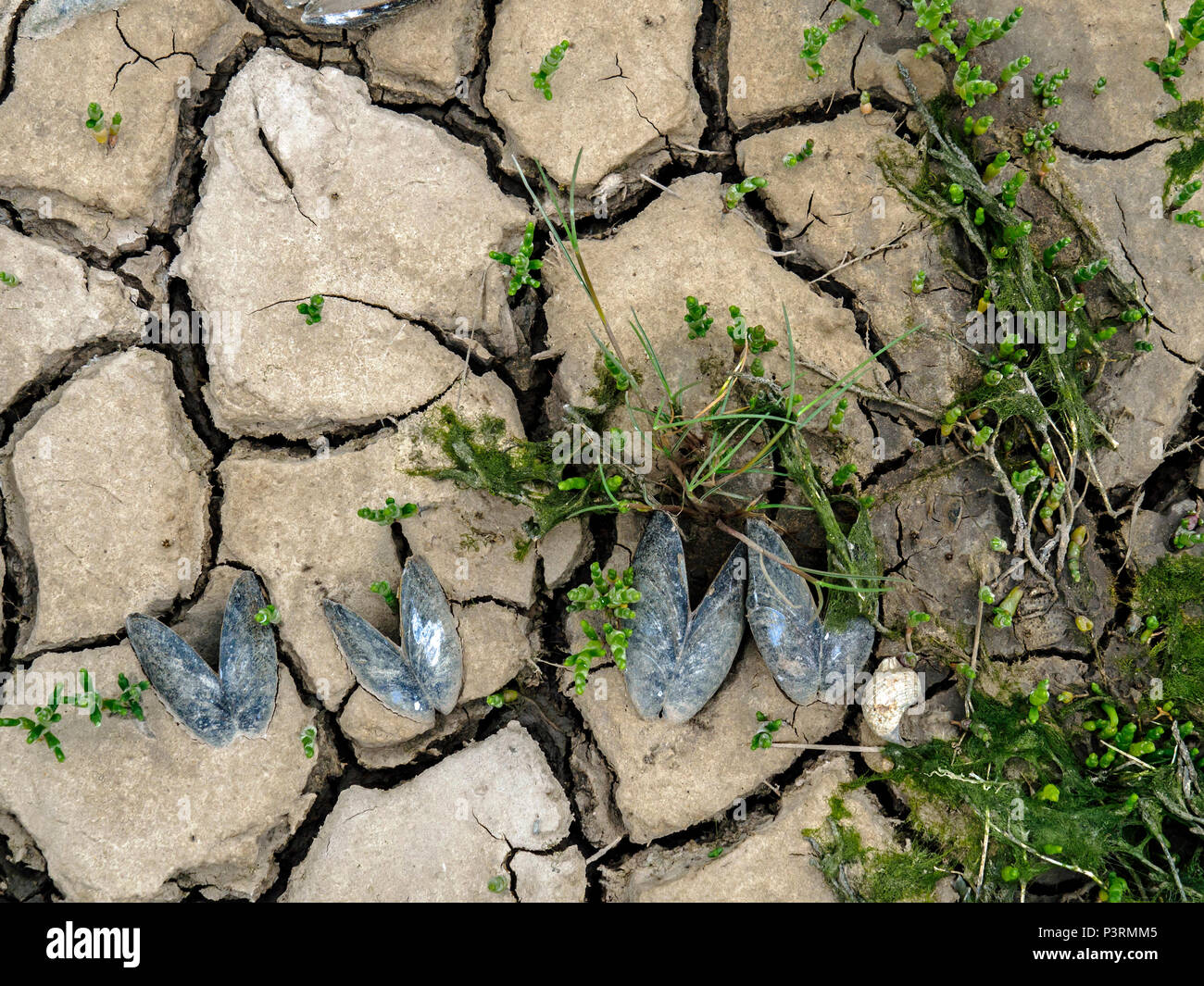 Dried salt marsh mud with mussel shells on the North Norfolk coast ...