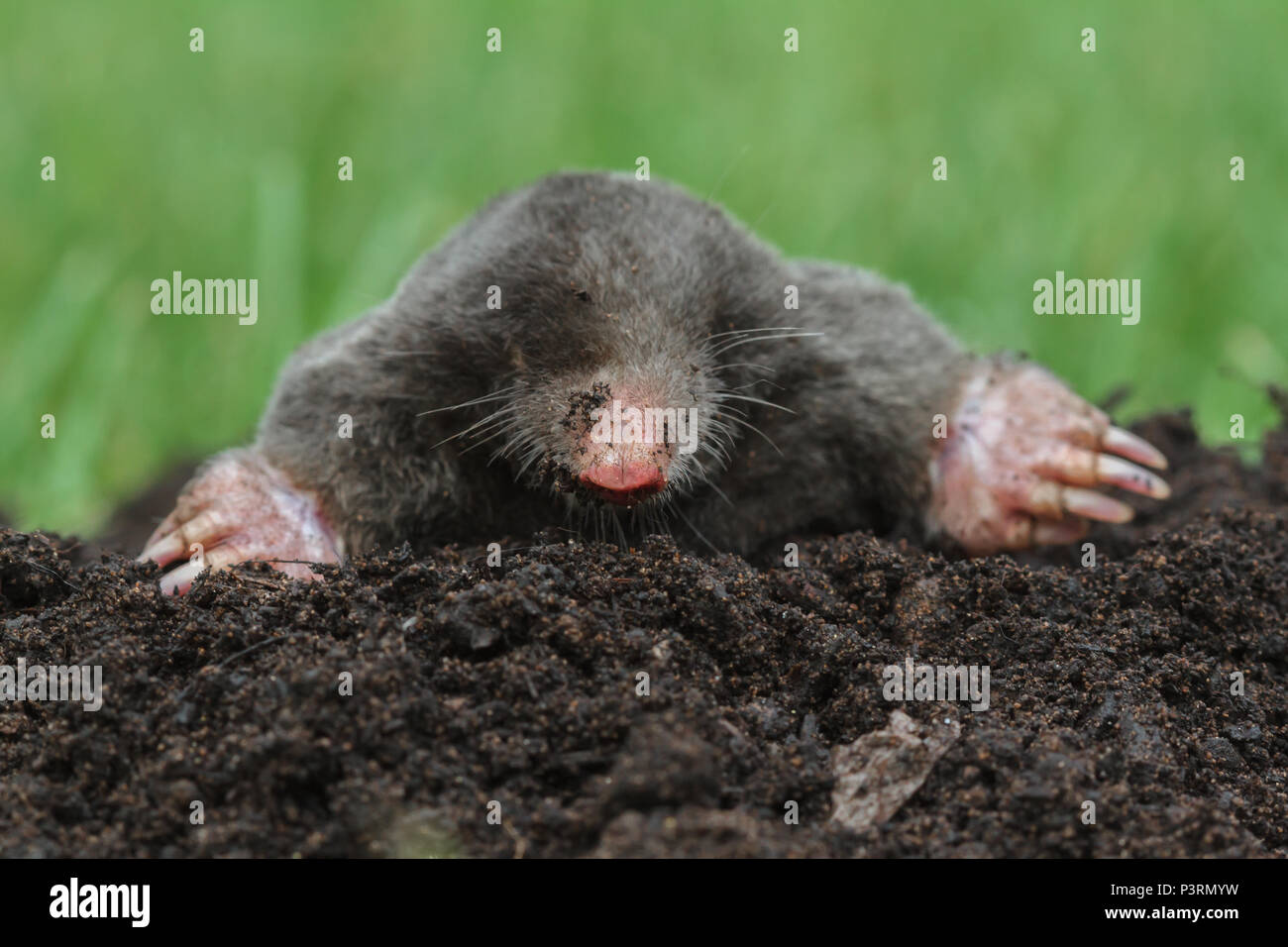 European Mole, Talpa europaea, on top of a mole hill (controlled ...