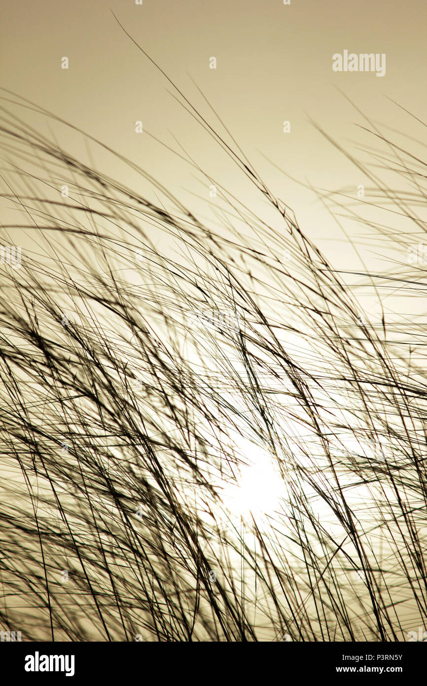 Reedy plant hi-res stock photography and images - Alamy