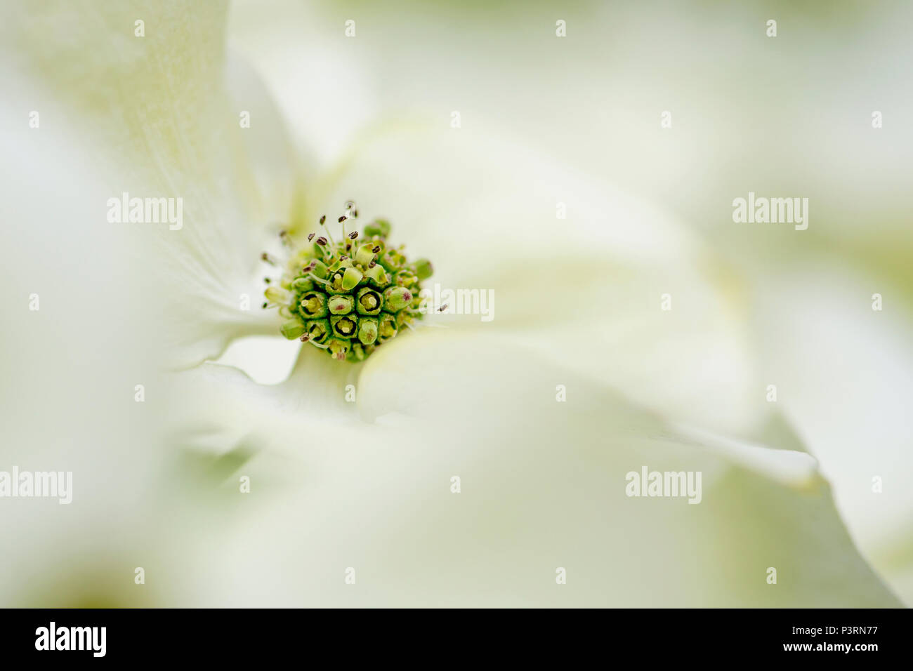 The beautiful white flower of the summer flowering Cornus tree also ...