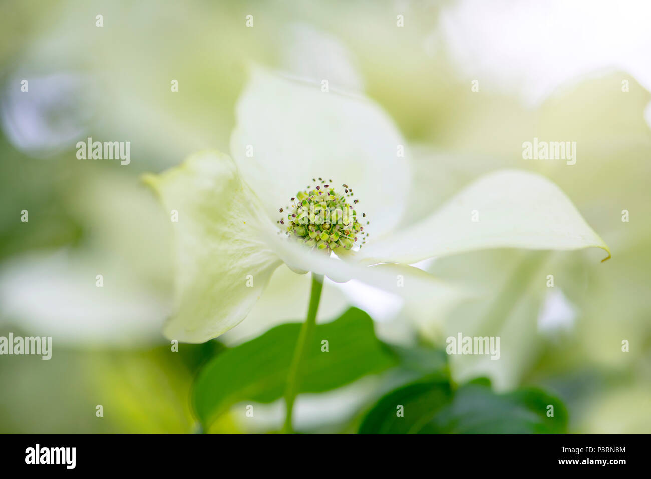 The beautiful white flower of the summer flowering Cornus tree also ...
