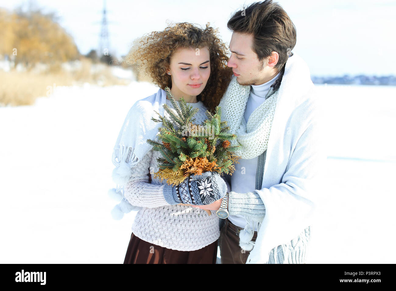 White spruce female cones hi-res stock photography and images - Alamy