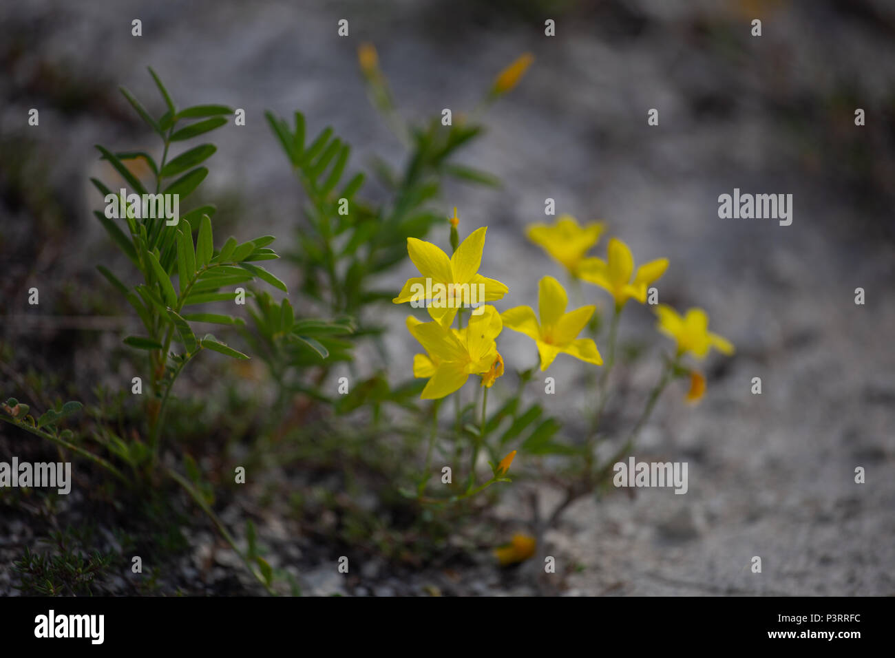 Flax Linum ucranicum yellow color, common flax, linseed Stock Photo - Alamy