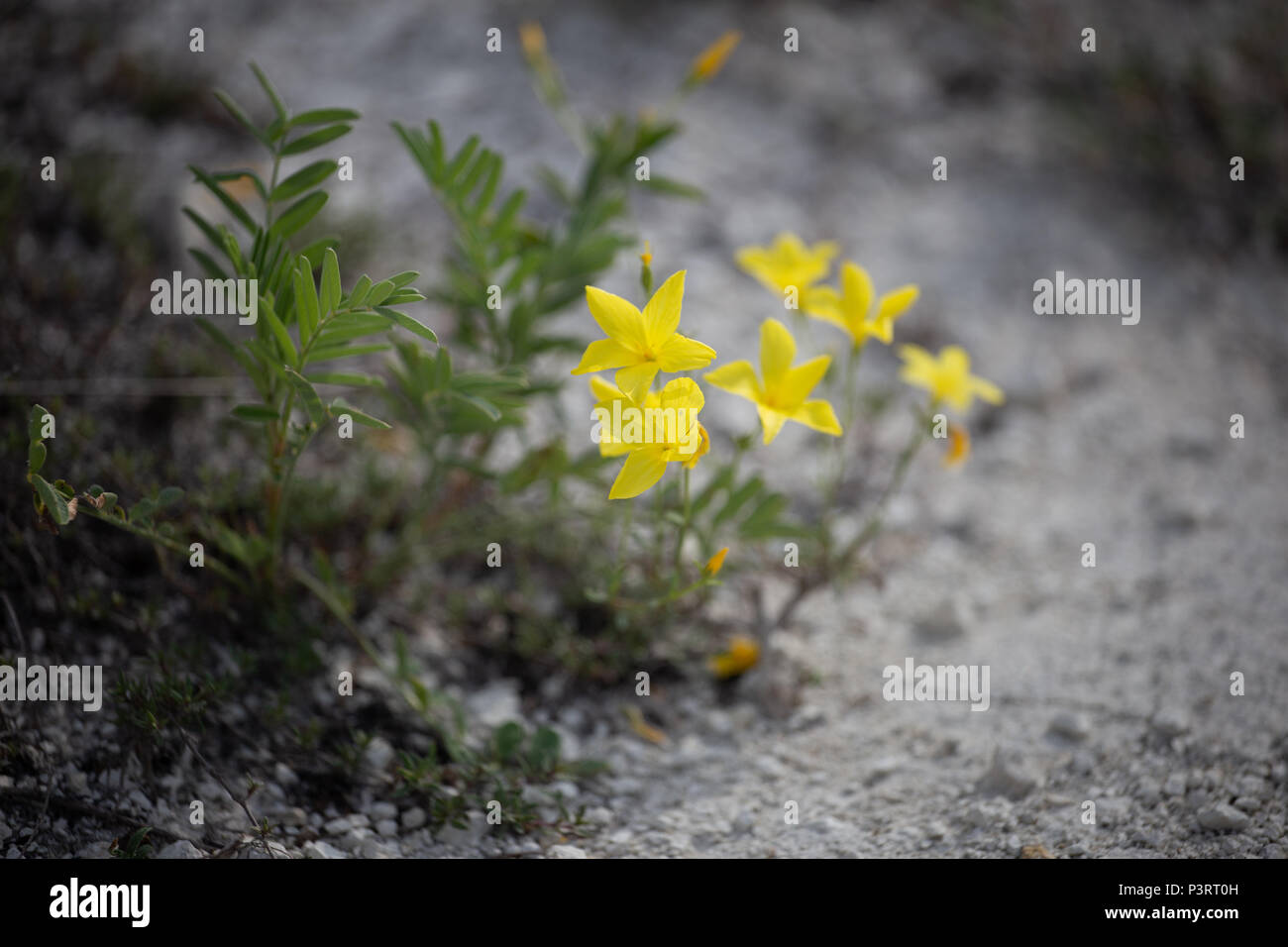 Flax Linum ucranicum yellow color, common flax, linseed Stock Photo - Alamy