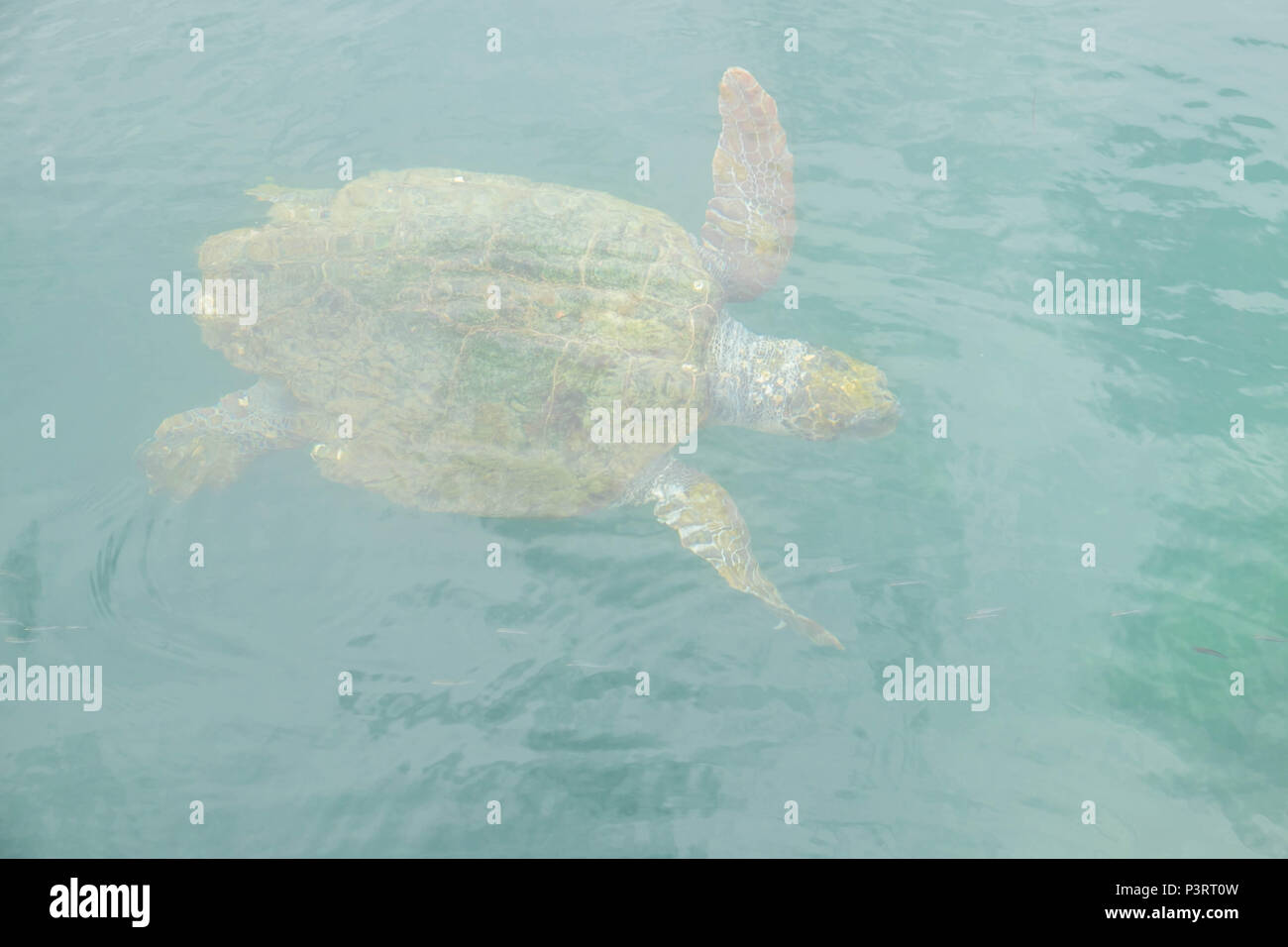 Giant sea turtle swimming in the harbour at argostoli Stock Photo - Alamy
